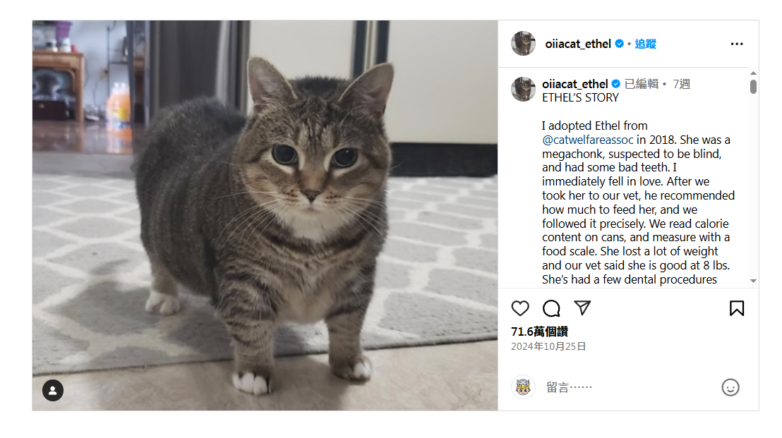 【旋轉貓咪】「OIIA OIIA」是什麼梗？Oiia Cat 迷因由來與音樂